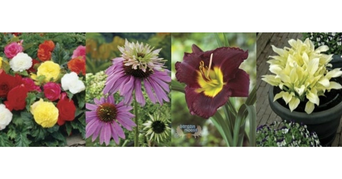 Veseys Canada: 33% Off Overstocked Spring Bulbs & Perennials