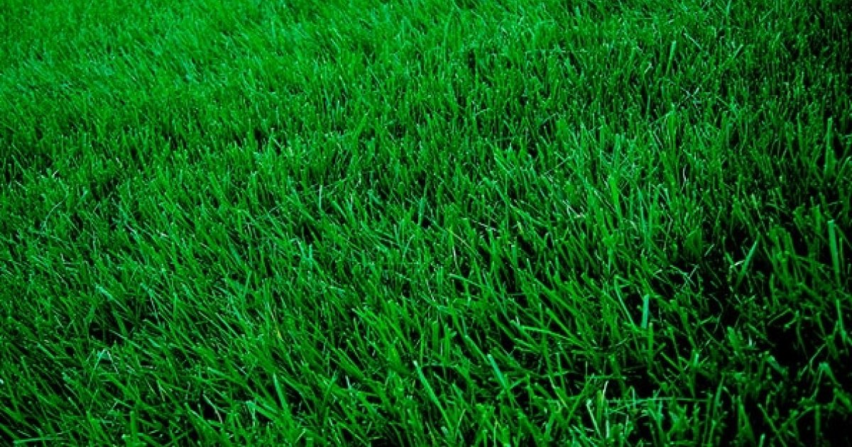 Costco Canada 20 Off 4 X 4kg Scotts Supreme Grass Seed Now 80 And Free Shipping